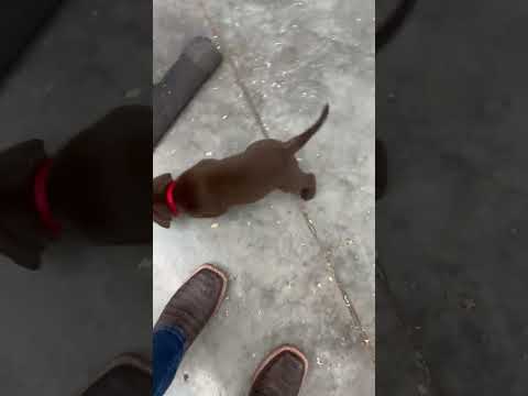 CHOCOLATE LAB PUPS READY 12-15-23