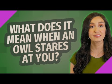 What does it mean when an owl stares at you?