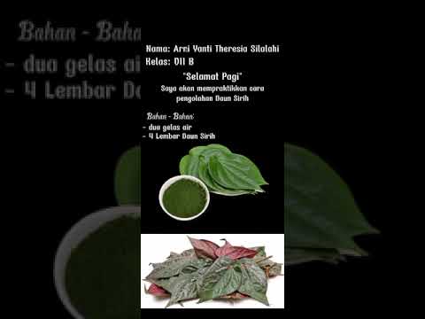 Obat Tradisional ‼️ cara pengolahan daun sirih | Tugas BMR Kelas VII