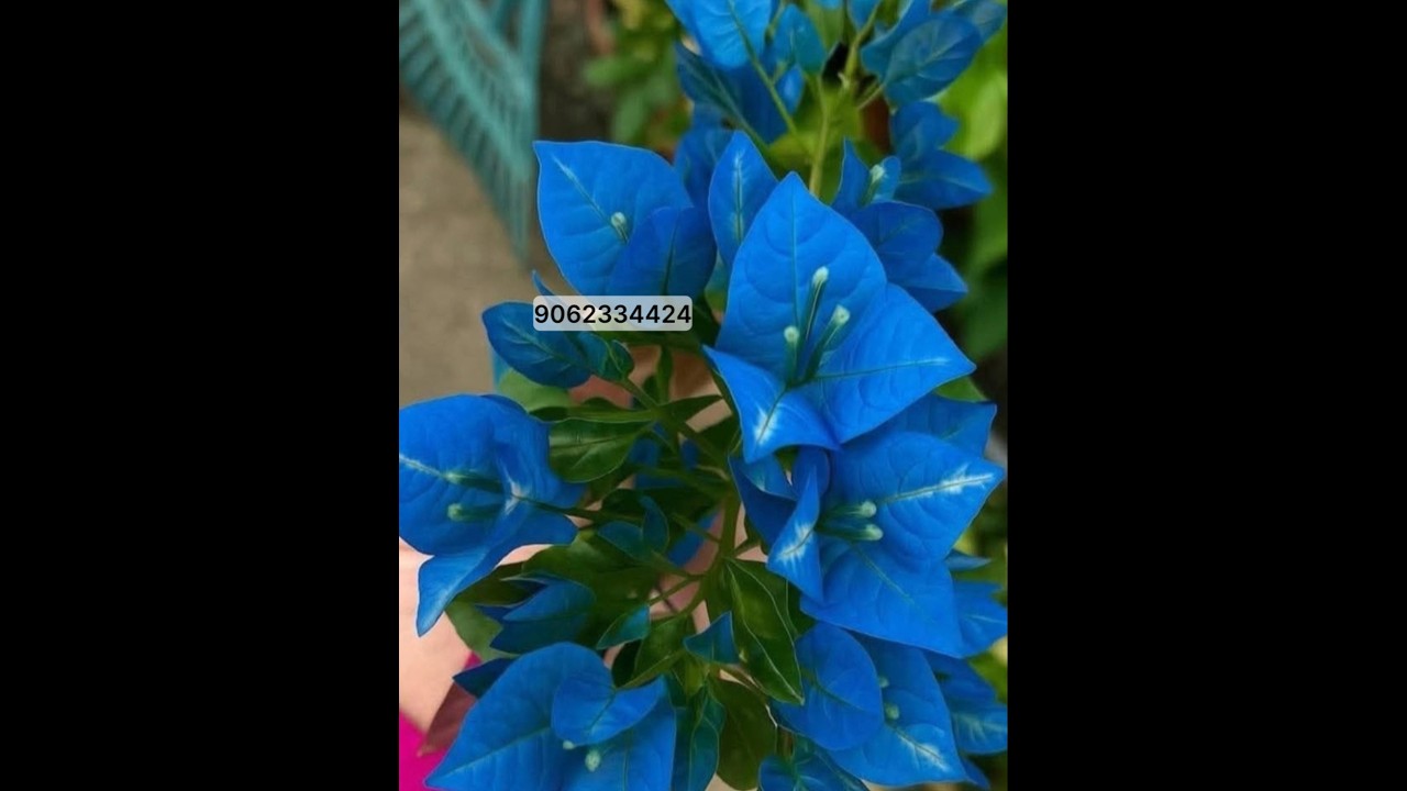 150+ Top Bougainvillea Varieties 2026 I'd with Names | Thai Varieties Bougainvillea I'd Names