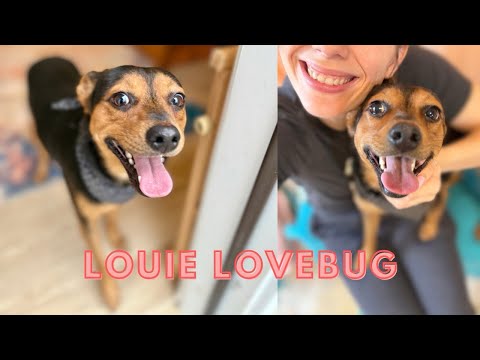 Dog for adoption - Louie Daniel, a Chihuahua & German Shepherd Dog Mix ...