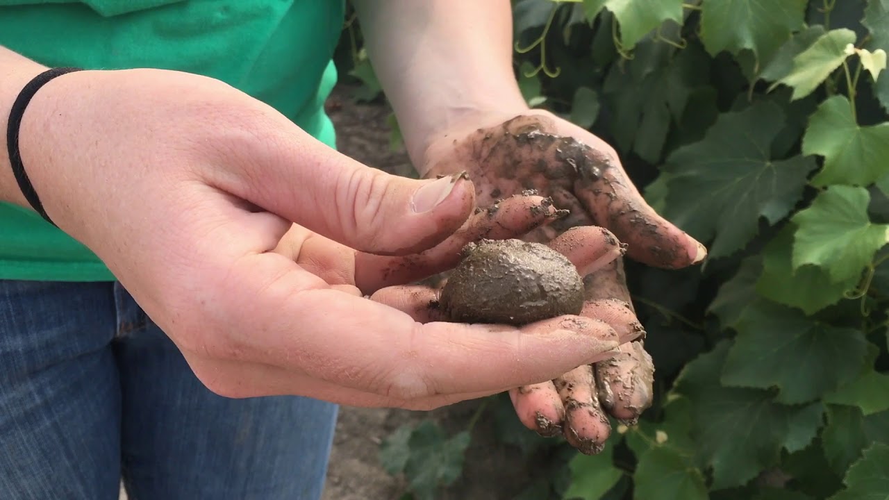 Easy method to evaluate soil textures