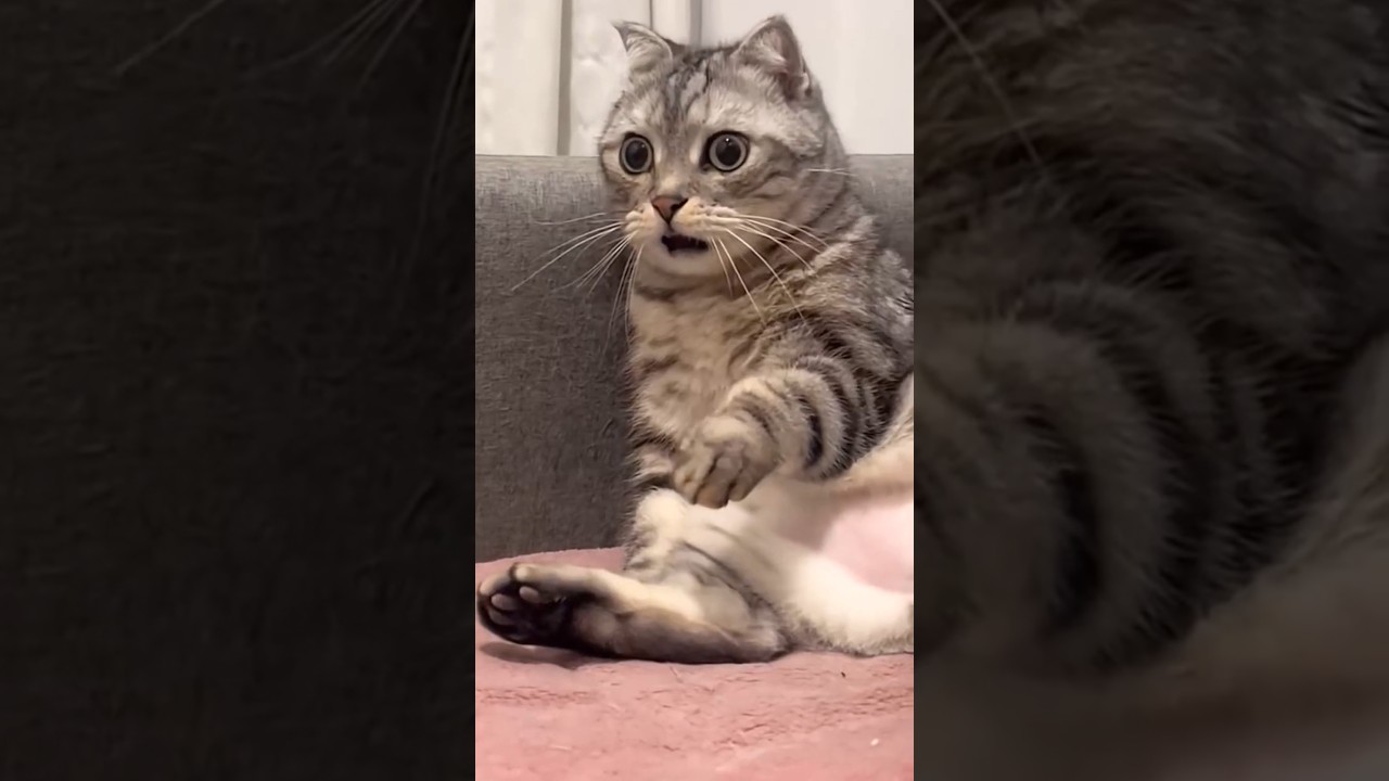 Shocked Cat MemeShocked Cat Meme #cat #cats #catmeme #catmemes #catmemesdaily #kitten