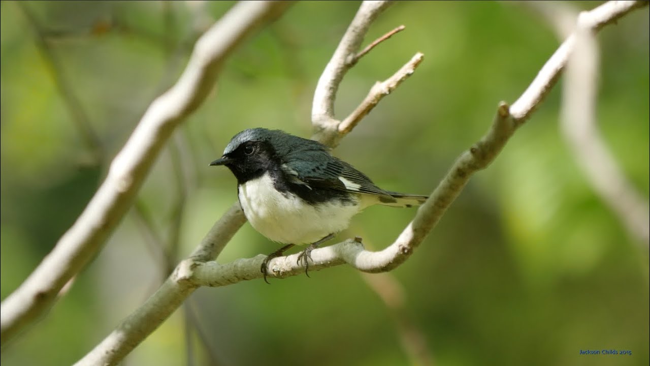 Black-throated Blue Warbler UHD