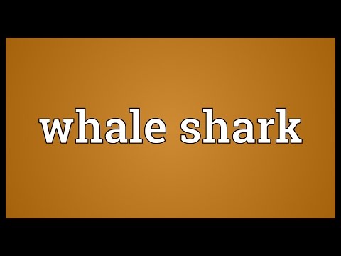 Whale shark Meaning