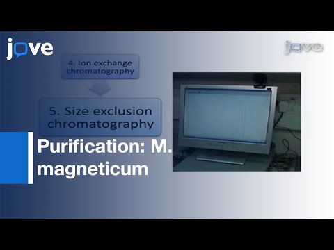 Purification: M. magneticum Strain AMB-1 Magnetosome Associated Protein MamAΔ41 l Protocol Preview