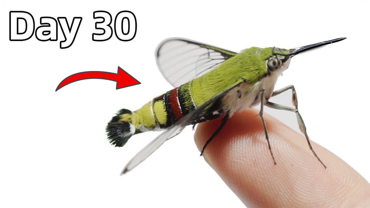 The Journey of Making Friends With a Hummingbird Moth