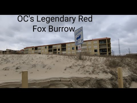 Ocean City Maryland Red Fox 🦊 Prognosticator - The Legend of Sinepuxent Sal