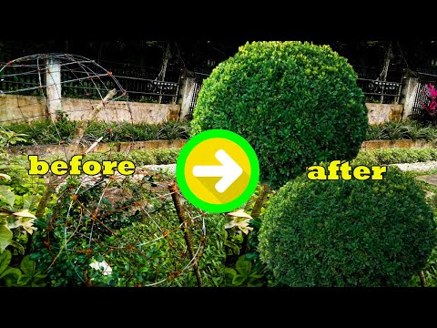 Simple Method of Shaping Topiary Plant | Easy Spherical Topiary Plant | How to Shape your Plant |