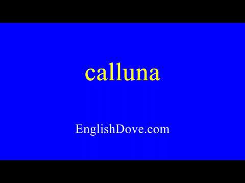 How to pronounce calluna in American English
