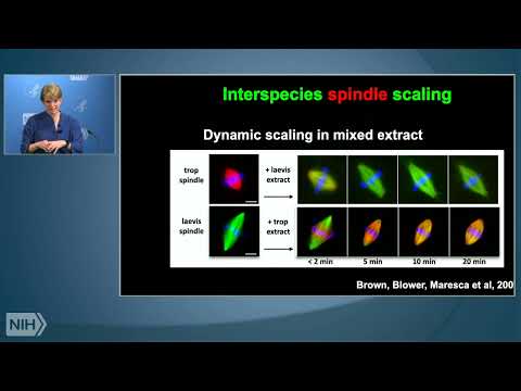 In Vitro Approaches to Investigate Cell Division and Biological Size Control