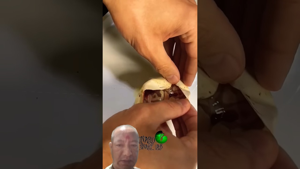 I hope this one makes itl #molinarosnakelab #snakebreeding #ballpython #python #eggcutting #shorts