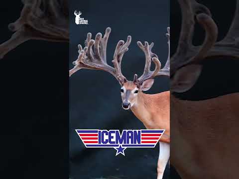 A buck named Iceman?!? | MVP Whitetails