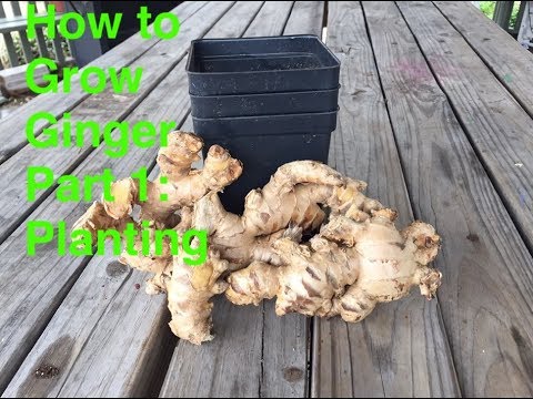 How to Grow Ginger in Containers Part 1: Planting