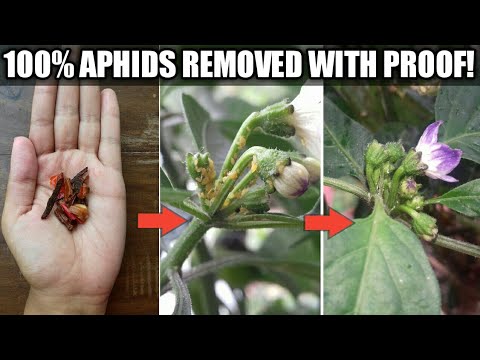 Get Rid of Aphids Organically | How to Control Aphids on Plants | CHEAP & EASIEST Way