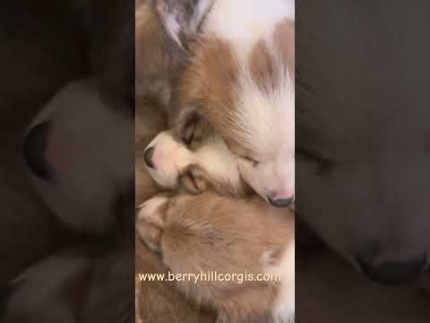 Just a pile of napping corgi puppies! #berryhillcorgis #corgipuppy #napping #naptime #corgilove
