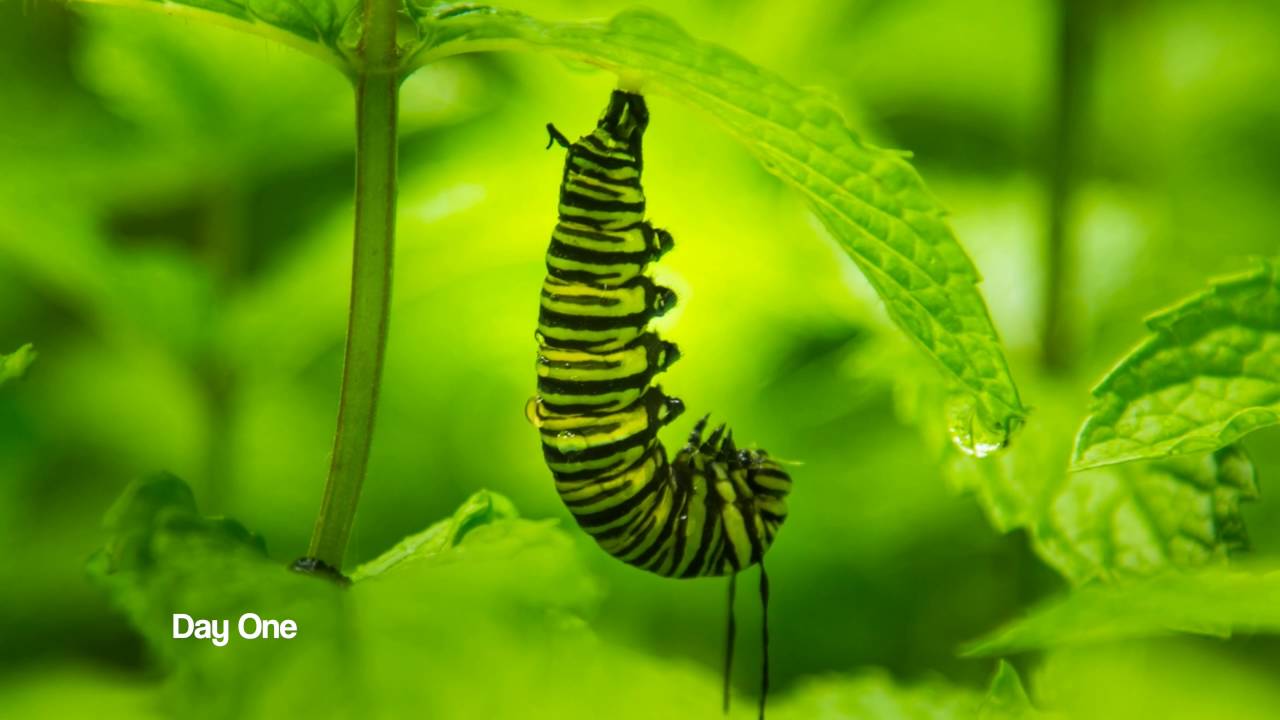 METAMORPHOSIS IN NATURE (Monarch Butterfly)