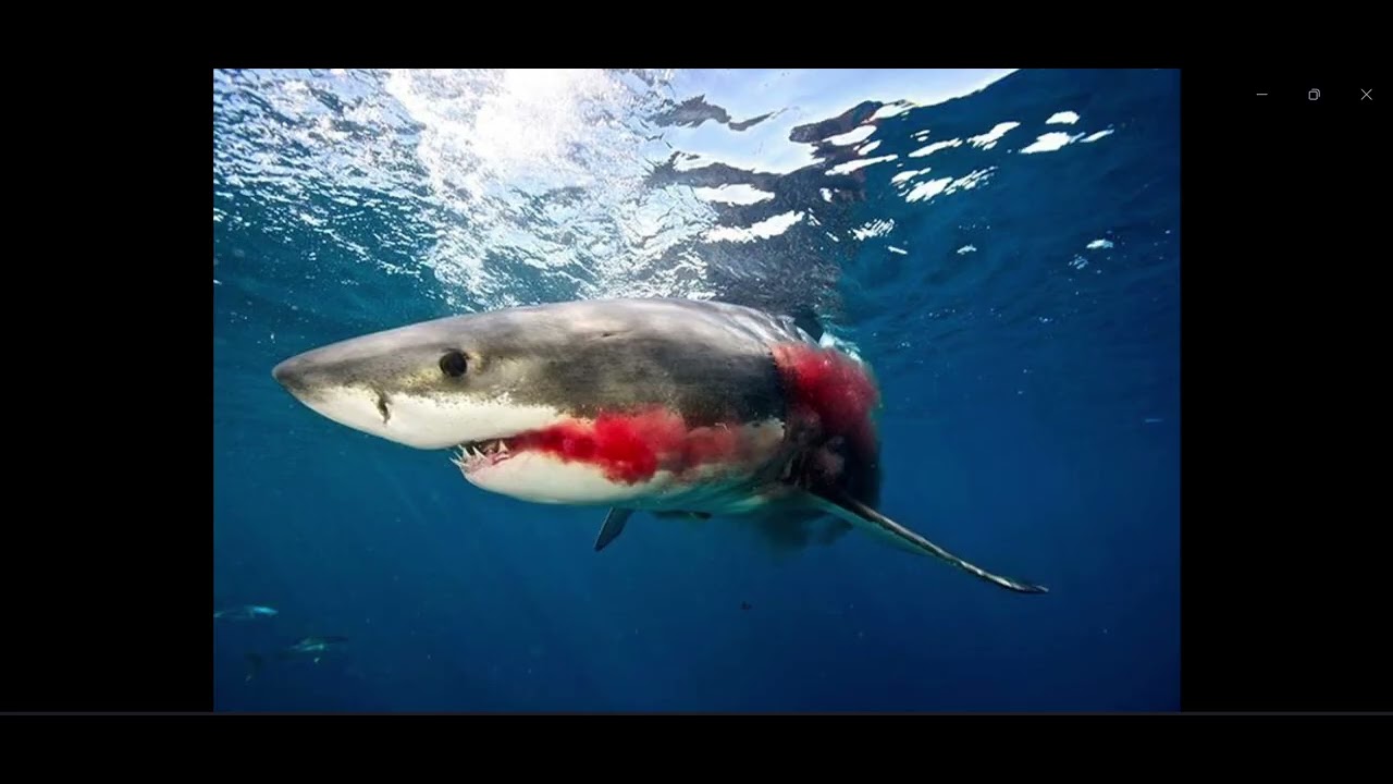 Myths We Believed as Kids… But They’re False 😳#MythsVsFacts #DidYouKnow #Facts #Truth #Learning