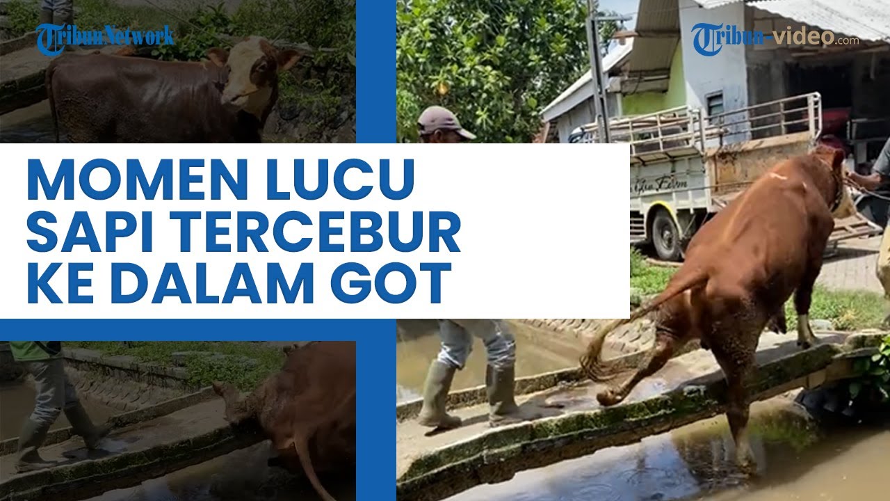 Rekaman Video Momen Lucu Sapi Tercebur ke Dalam Got saat Berjalan ...