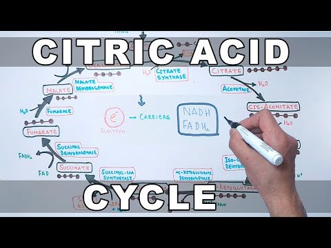 Citric Acid Cycle | Kreb's Cycle