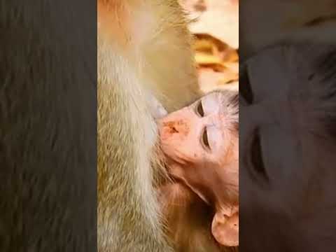 Baby monkey shocked when mom stops milk during weaning #Shorts
