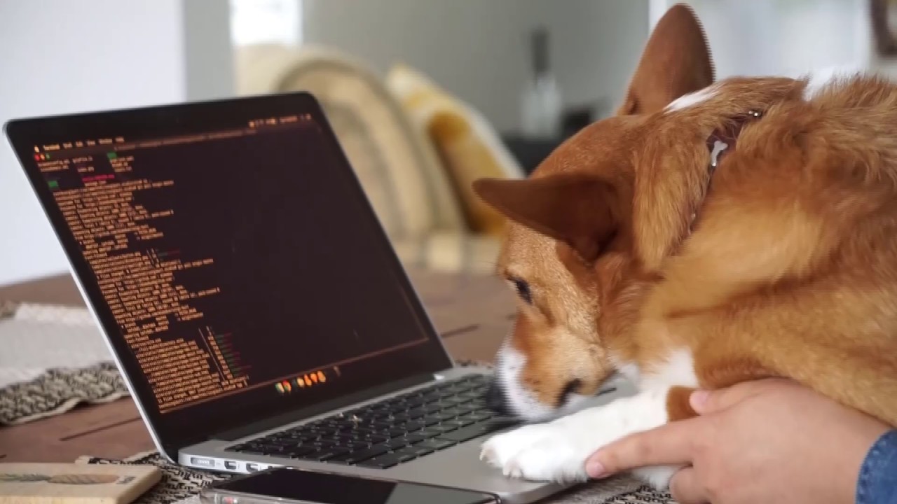 Corgi Butt Studio Introduction