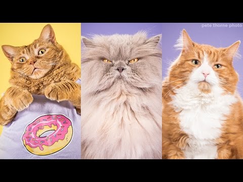 Photos of fat cats prove all body shapes are beautiful