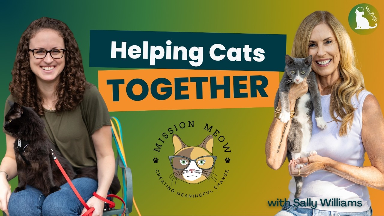 How Cat Lovers Can Help Rescue Cats (Mission Meow)