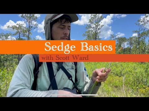 Basics of Sedge Morphology with Scott Ward