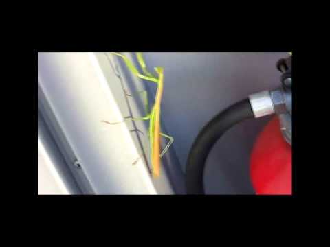 Praying mantis (kamakiri) in Japan!