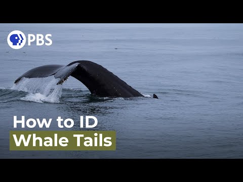How to Identify Individual Whales