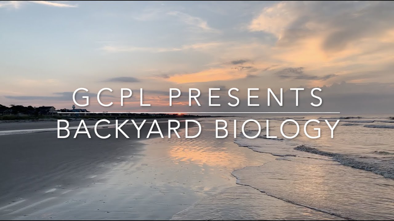 Backyard Biology - Beach