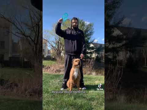 Teaching My Dog Irie how to attack and fetch on command