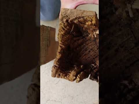 This is what happens to pressure treated lumber when it contacts the ground #shortsvideo #diy #deck