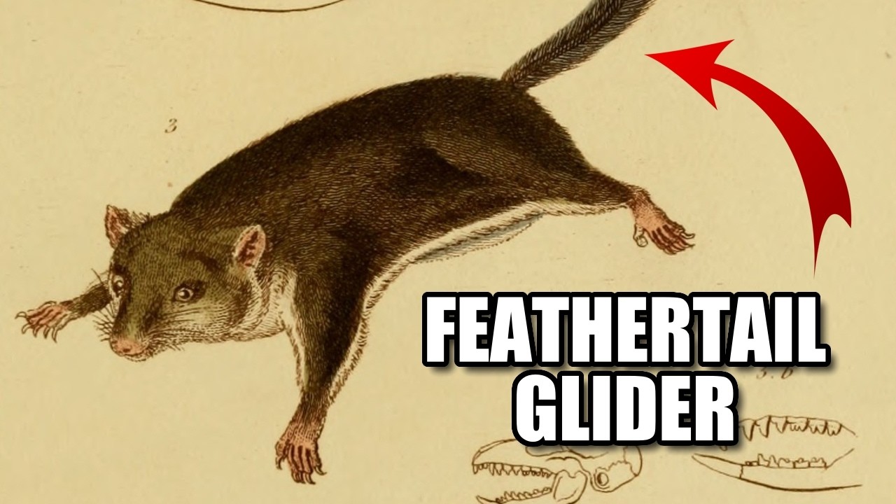 Feathertail Glider Facts: also Feather Possum 🪶 Animal Fact Files