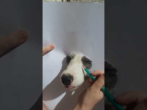 Dessin Border Collie. Spirit en dessin.