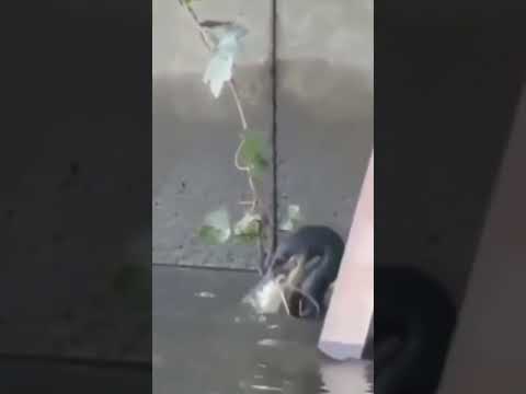 How could he swallow this fish?