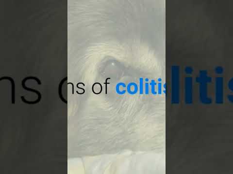 Top 9 Tips - 9 symptoms of colitis in dogs
