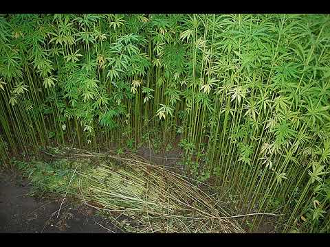 National Organization for the Reform of Marijuana Laws | Wikipedia audio article