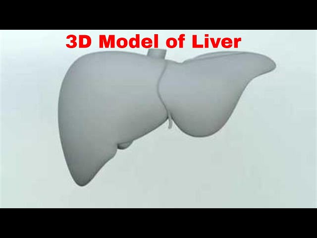 Liver 3D Model - FlatPyramid