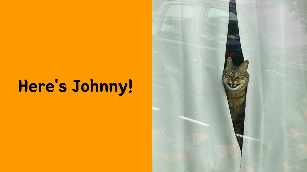 50 Animal Photos That Make No Sense (But We Love Them Anyway)