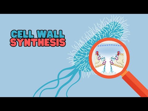 The Vital Role and Build Up of The Bacterial Cell Wall