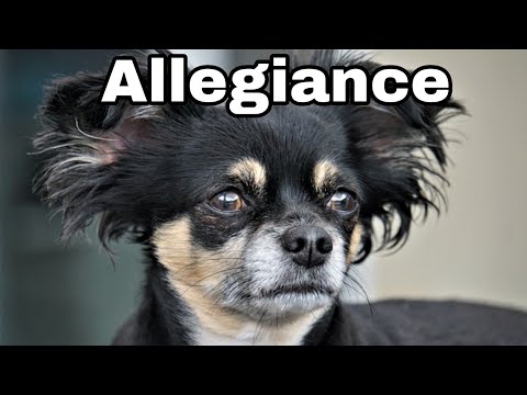 what is Allegiance? meaning in telugu and English with example