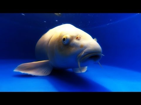 Koi Varieties - Yamabuki Ogon Koi Tutorial 1 of 3