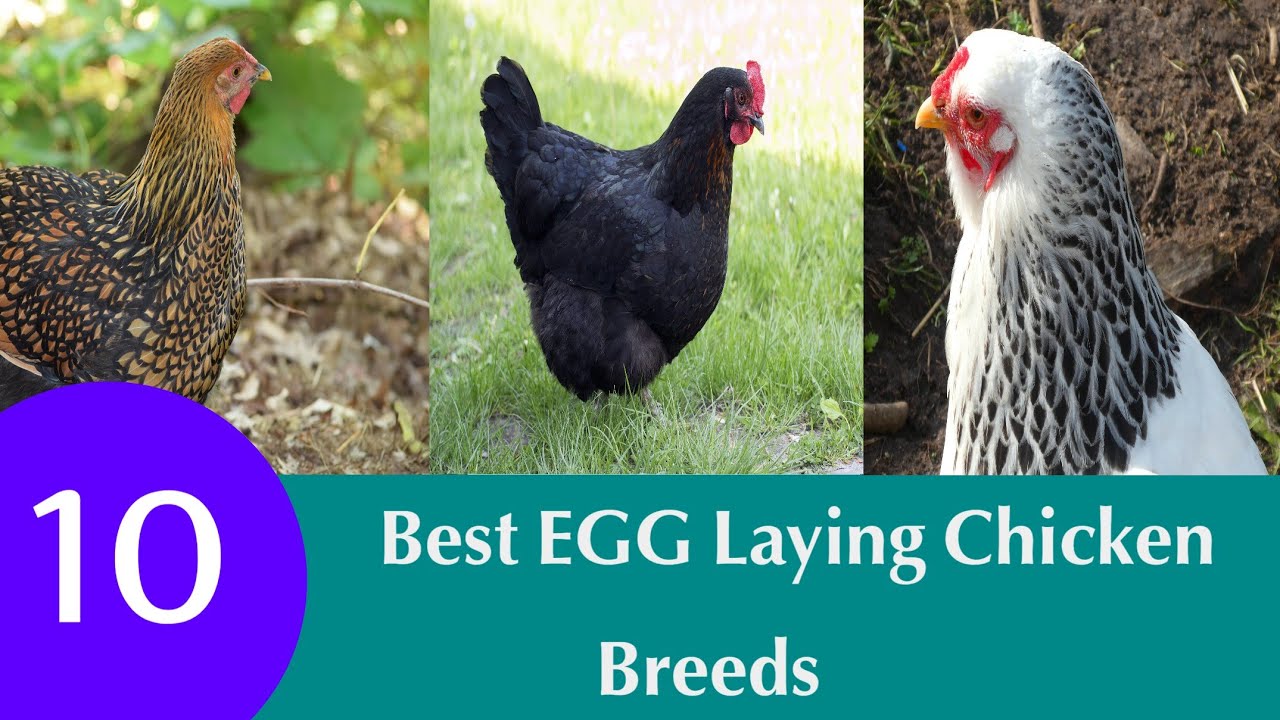 10 Best Egg Laying Chicken Breeds || Upto 300 Eggs per Year