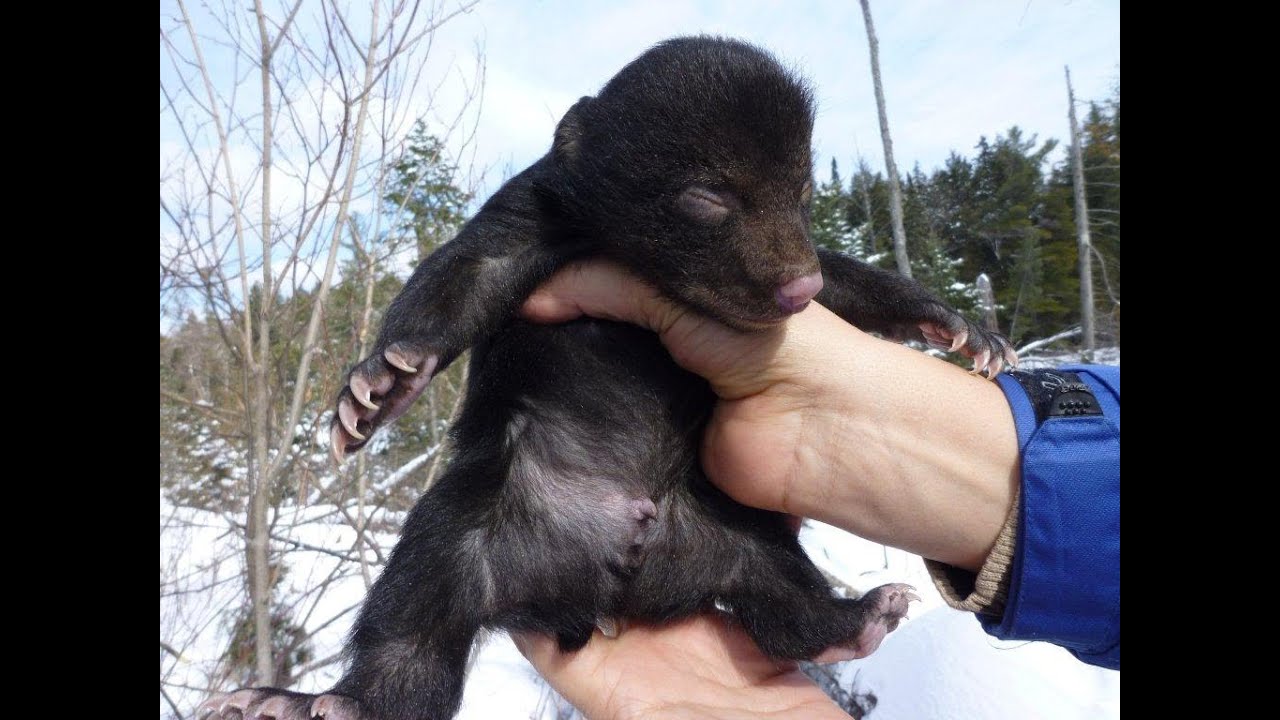 CRYING BABY BEAR
