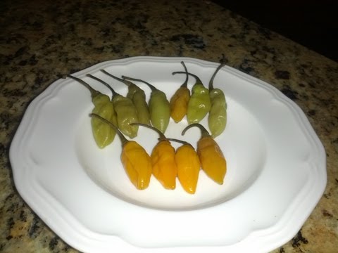 St Augustine, Florida "Datil Pepper" Pod Review