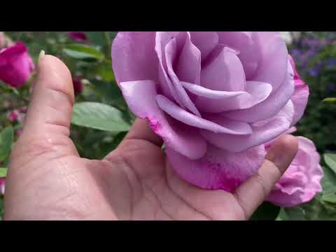 Moody Blue Hybrid Tea Rose - what the blooms look like ❤️