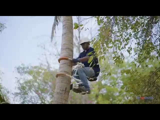 Coconut Tree Climbing Equipment Manufacturer from Ahmedabad