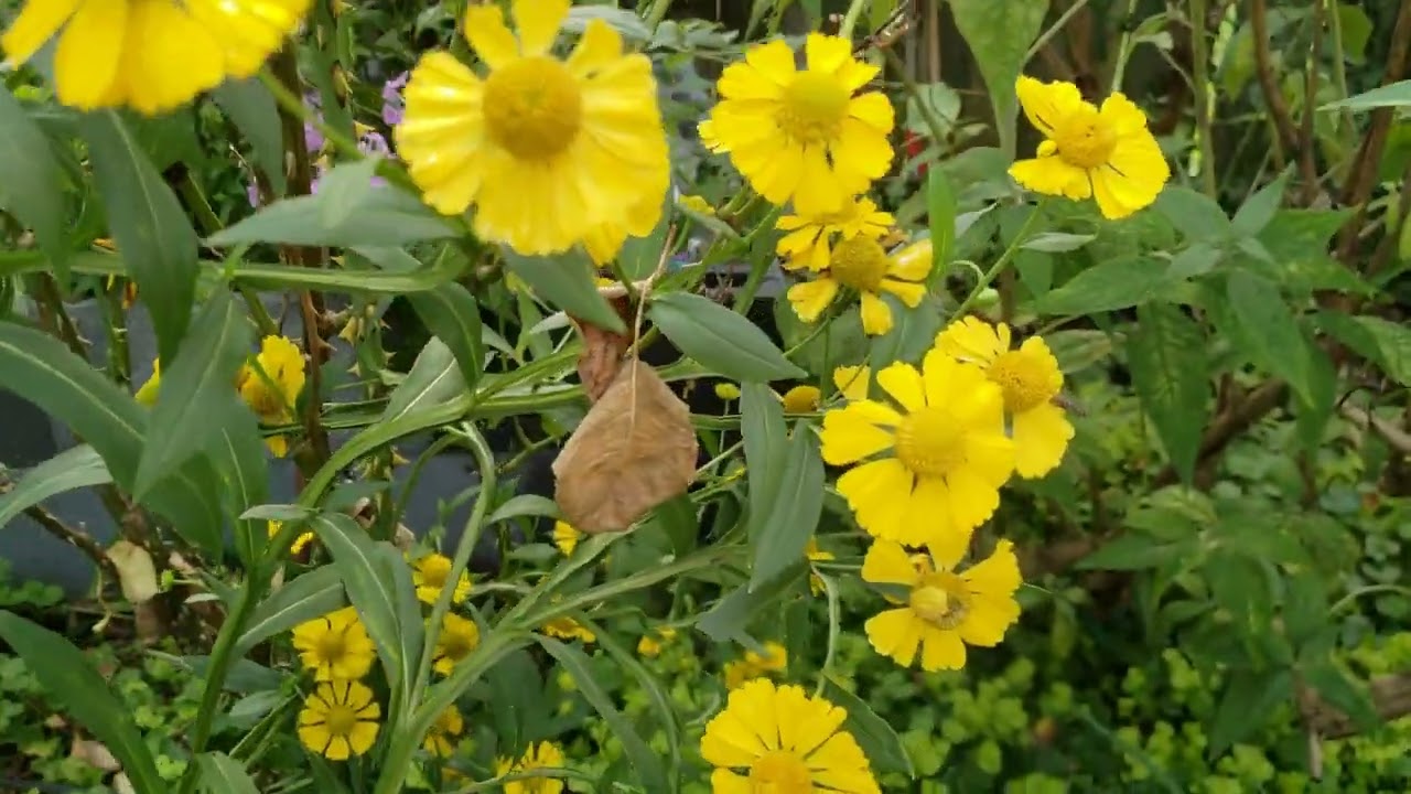 Helenium autumnale Sneezeweed